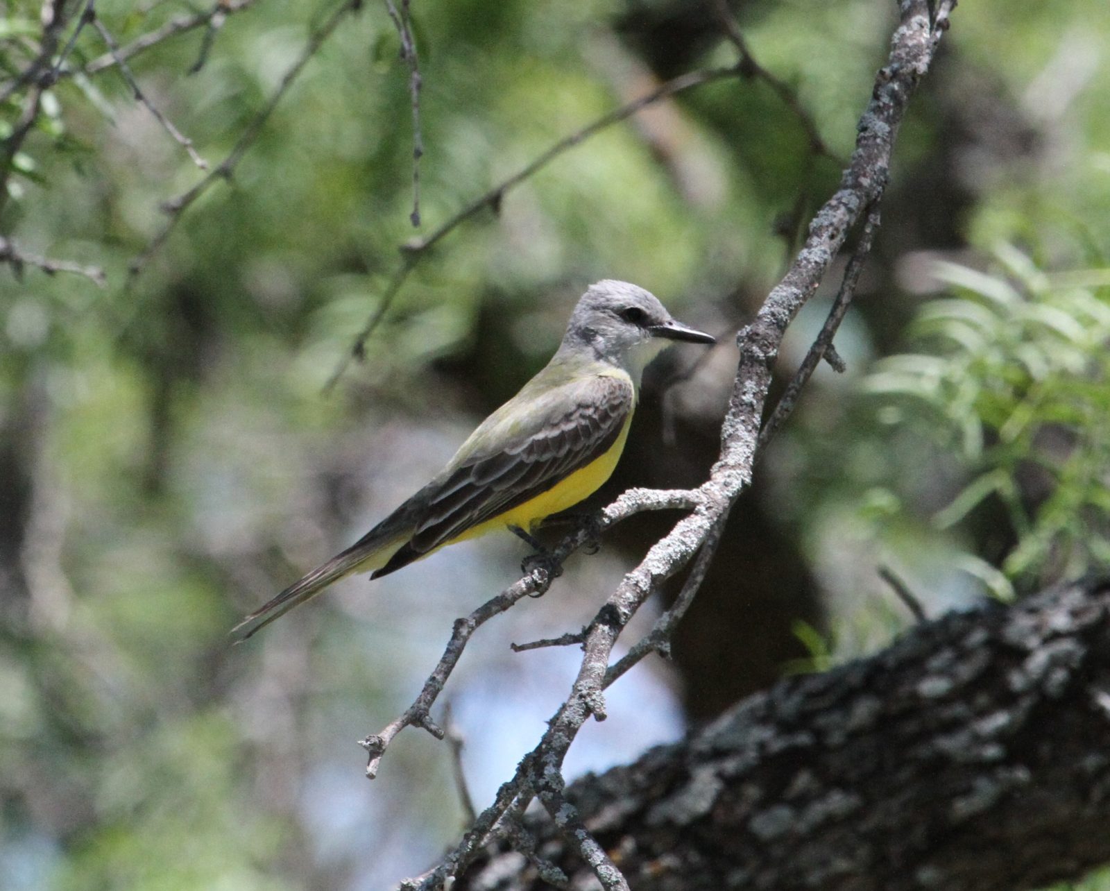 Smith Point Hawk Watch 10/26/16 (123 raptors) - Gulf Coast Bird Observatory