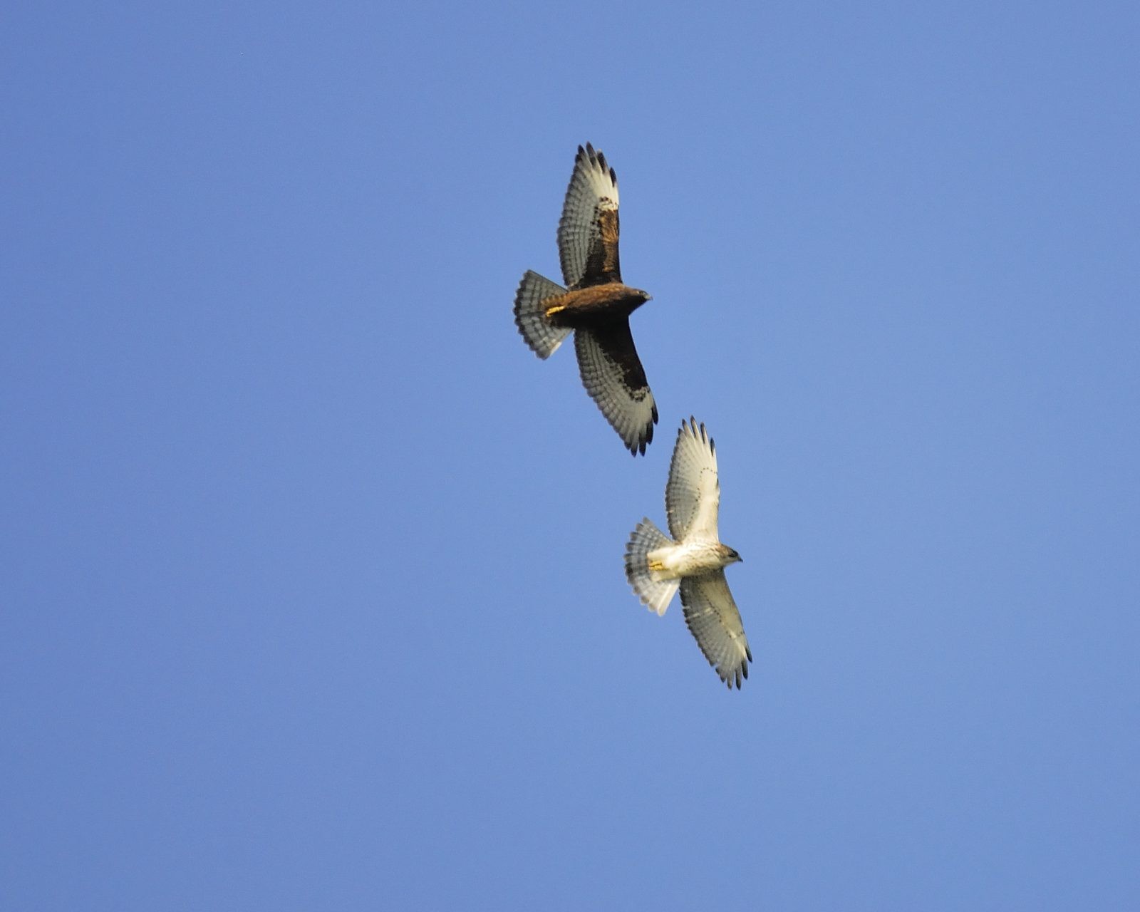 Smith Point Hawk Watch 10/16/17 (1341 raptors) | Gulf Coast Bird ...