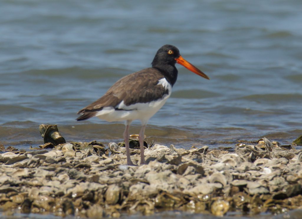 Oystercatcher Diaries 2018: Field Week 14 | Gulf Coast Bird Observatory
