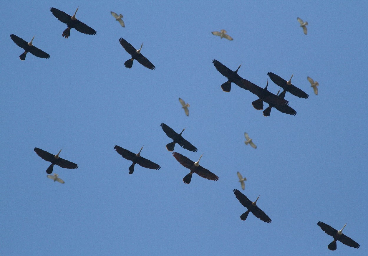 Smith Point Hawk Watch 8/23/18 (122 raptors) | Gulf Coast Bird Observatory