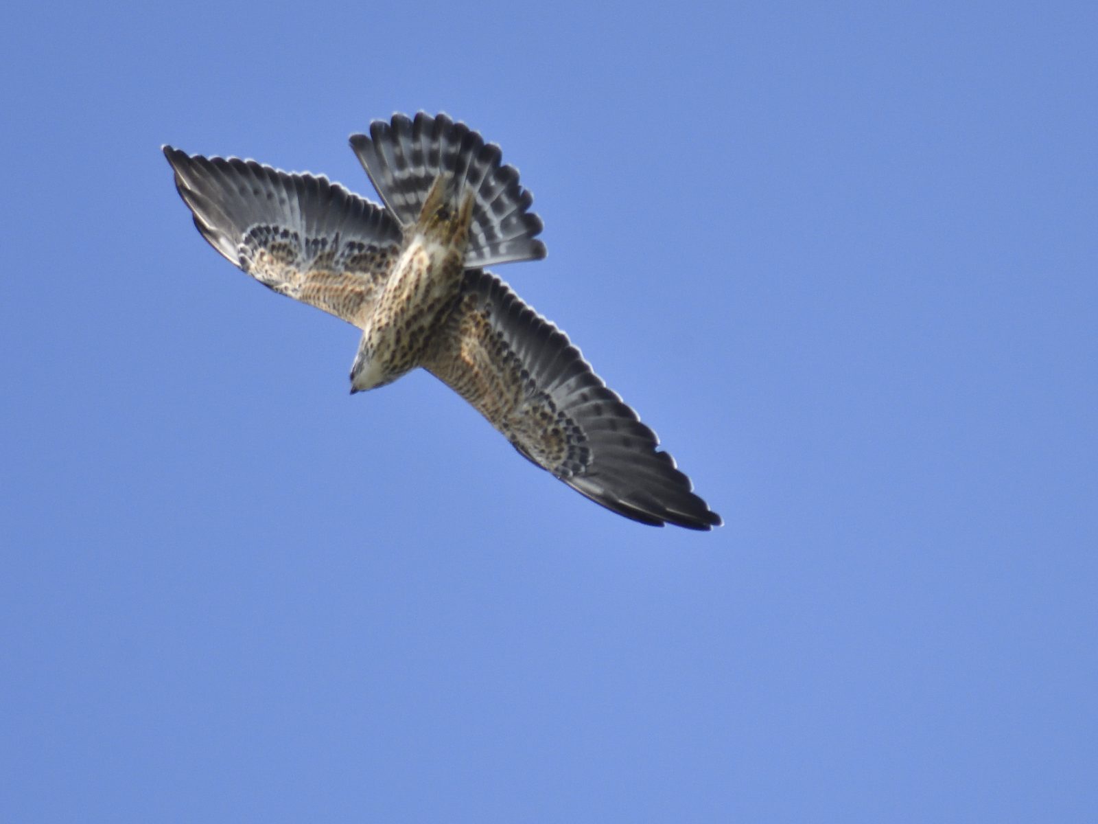 Smith Point Hawk Watch 8/2/18 (9 raptors) | Gulf Coast Bird Observatory