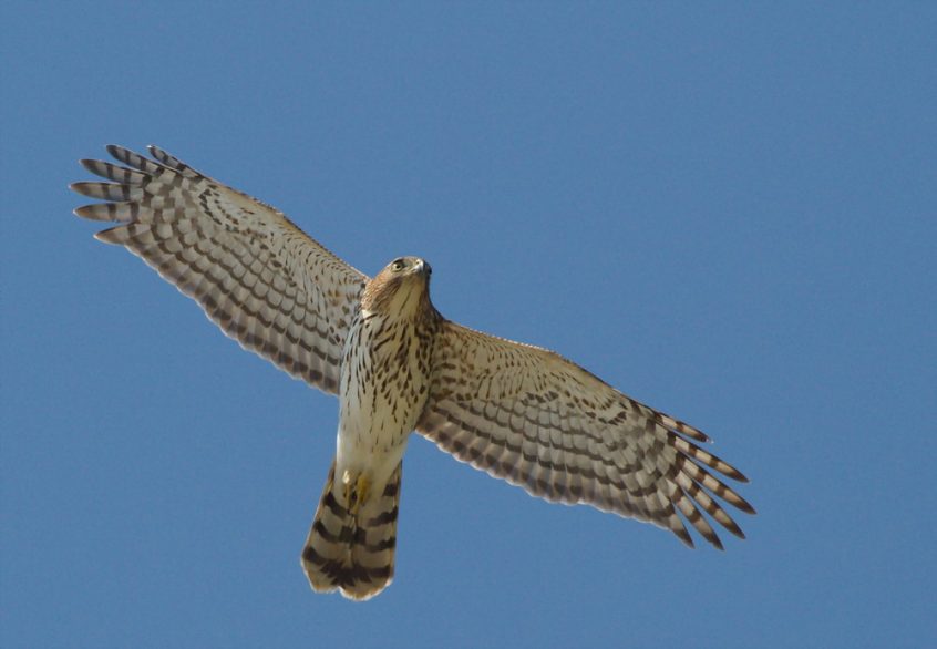 Smith Point Hawk Watch 10/6/18 733 raptors | Gulf Coast Bird Observatory