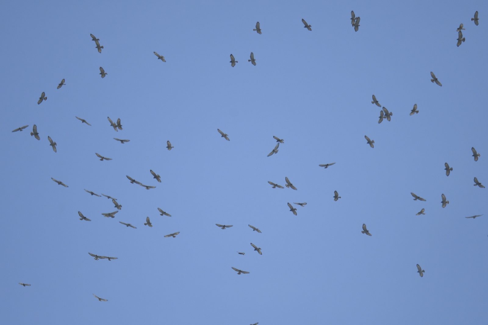 Smith Point Hawk Watch 9/19/18 (3,487 raptors) | Gulf Coast Bird ...