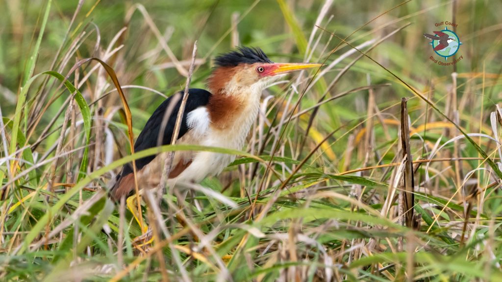 GCBO June Bird of the Month – Least Bittern | Gulf Coast Bird Observatory