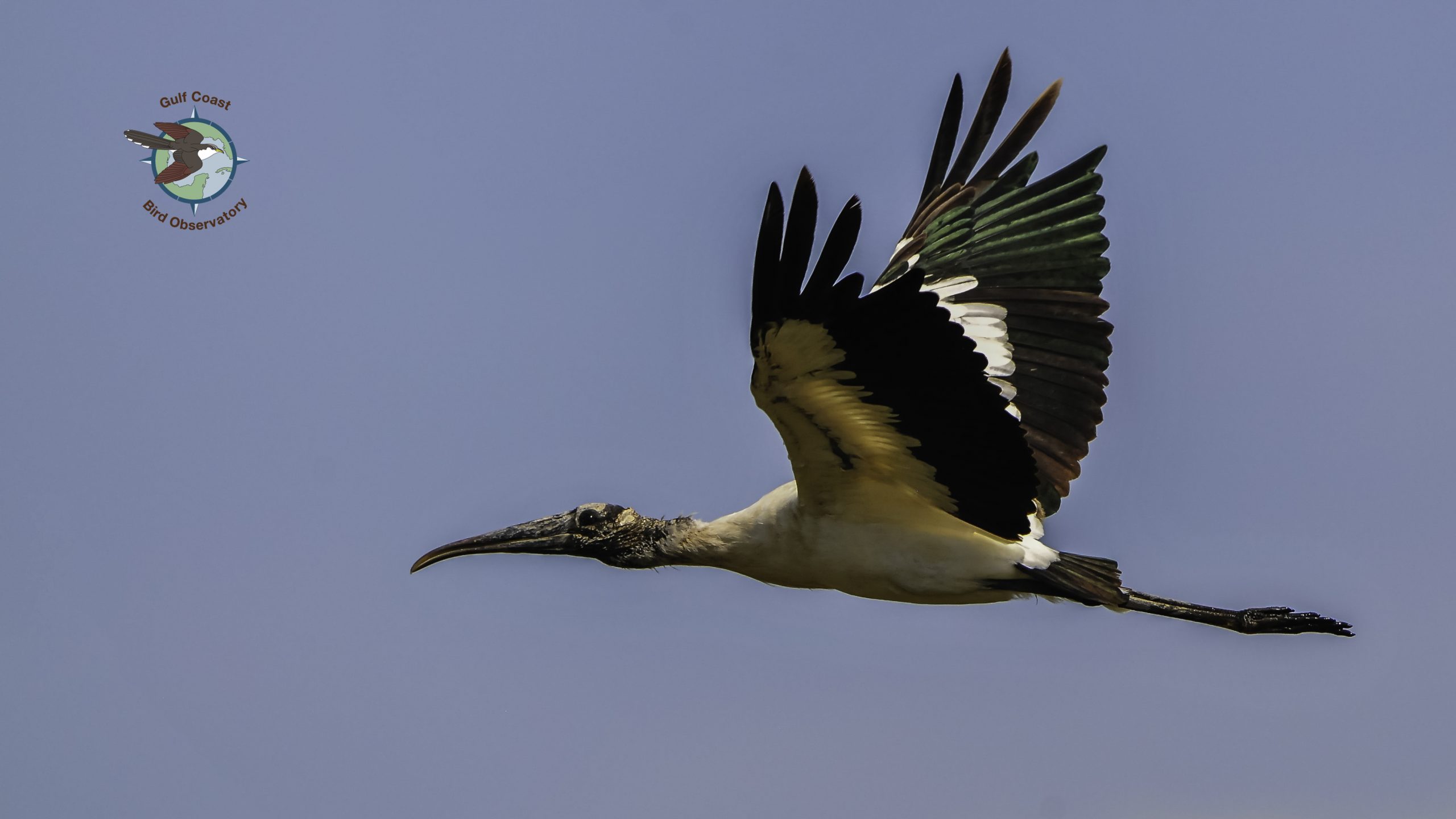 GCBO Bird of the Month - Wood Stork - Gulf Coast Bird Observatory