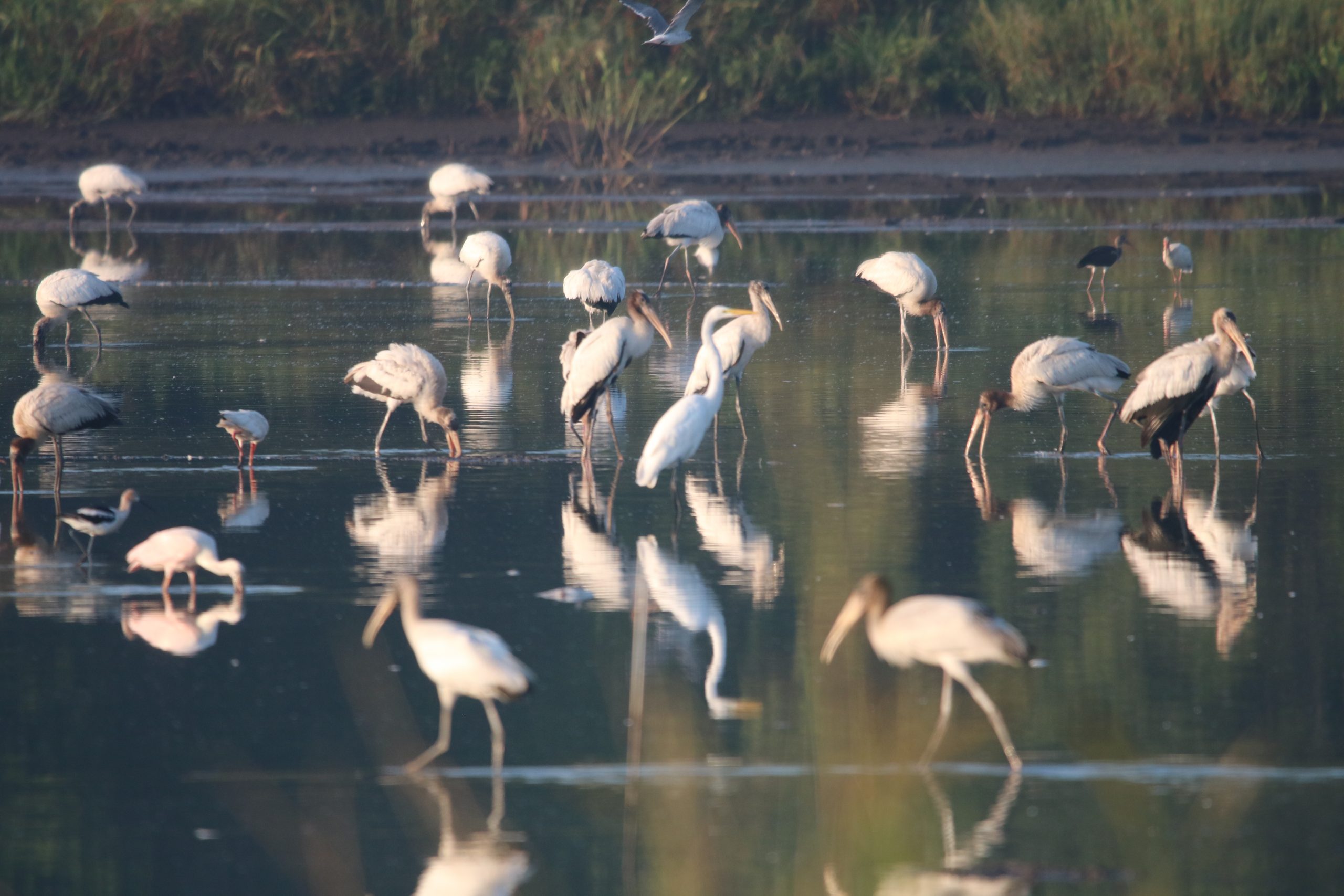 Wood Storks - Gulf Coast Bird Observatory