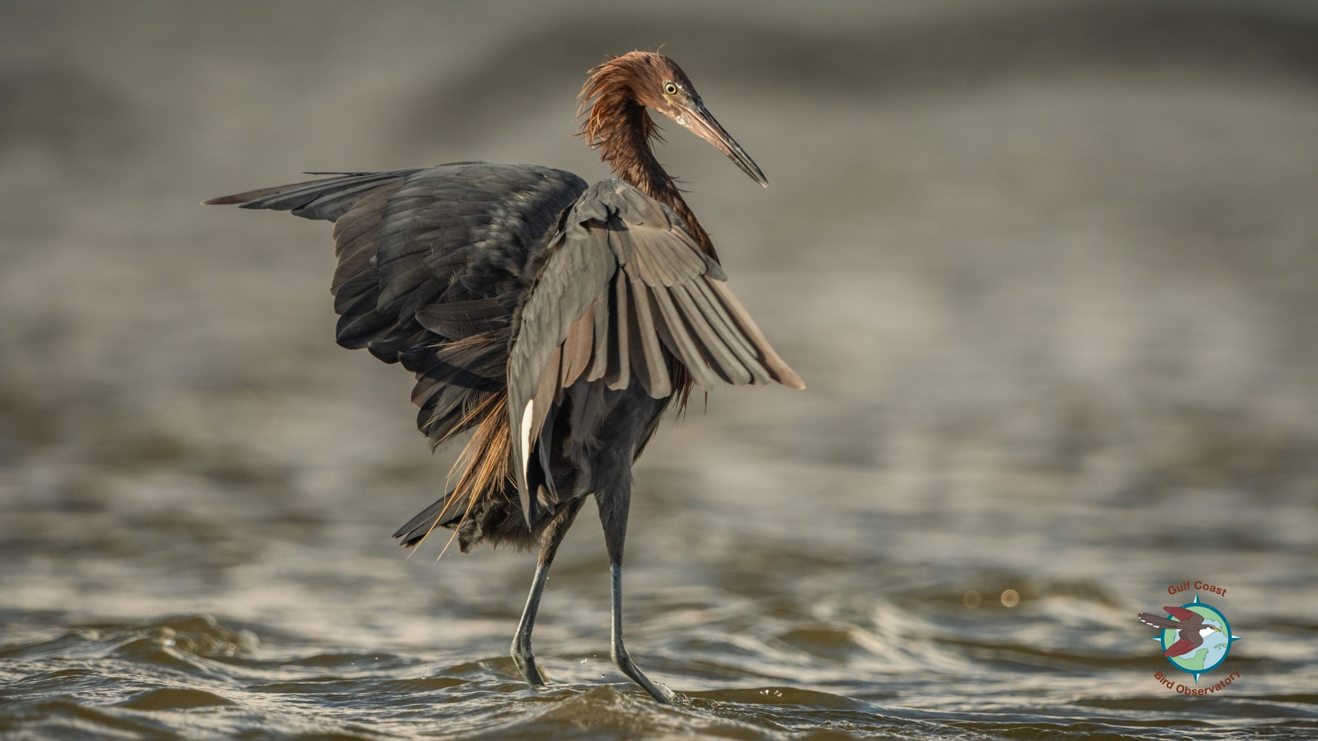 GCBO Bird of the Month - Reddish Egret - Gulf Coast Bird Observatory