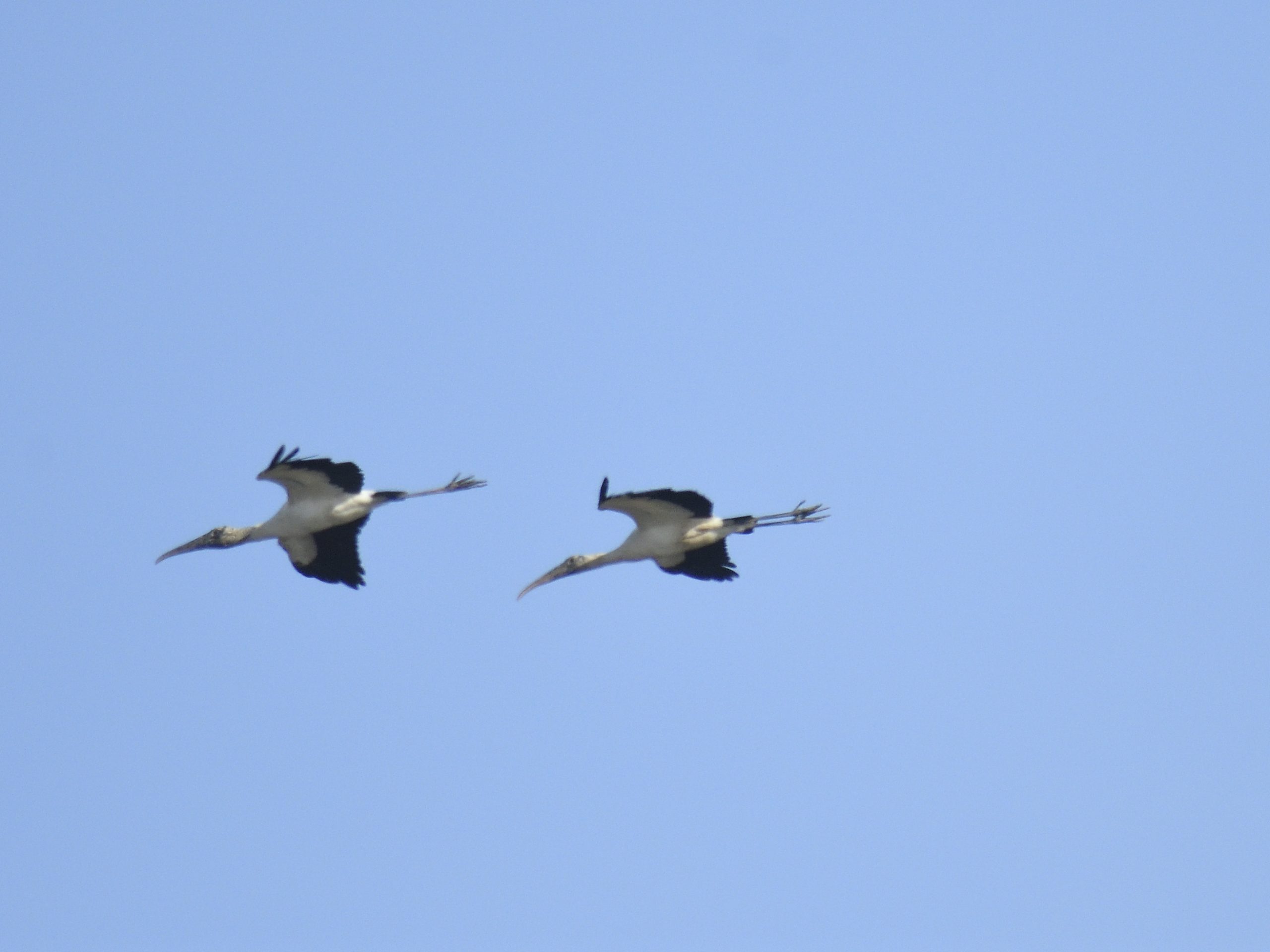 Smith Point Hawk Watch 8/22/19 (25 raptors) - Gulf Coast Bird Observatory