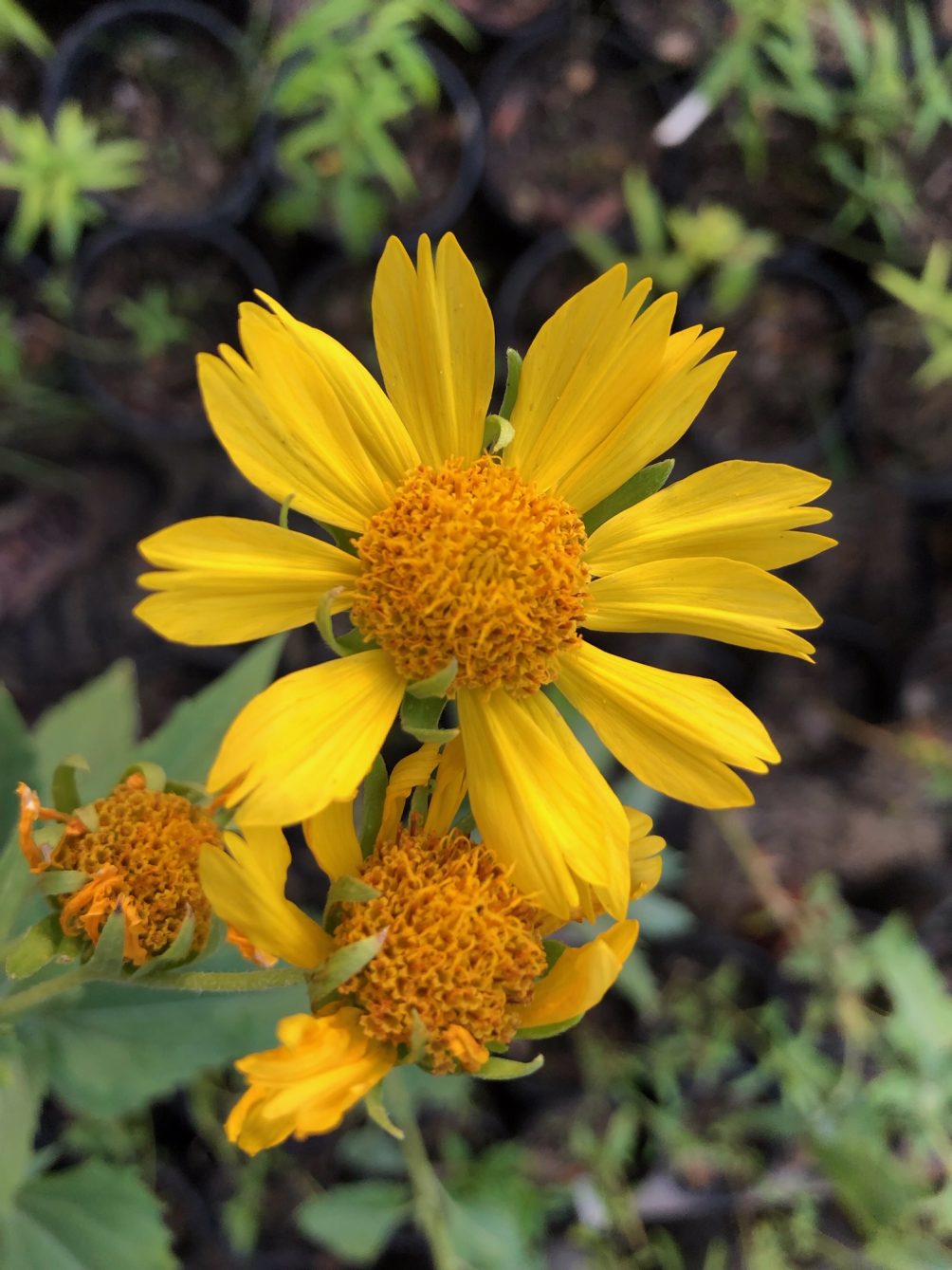 GCBO Native Plant Nursery - Gulf Coast Bird Observatory
