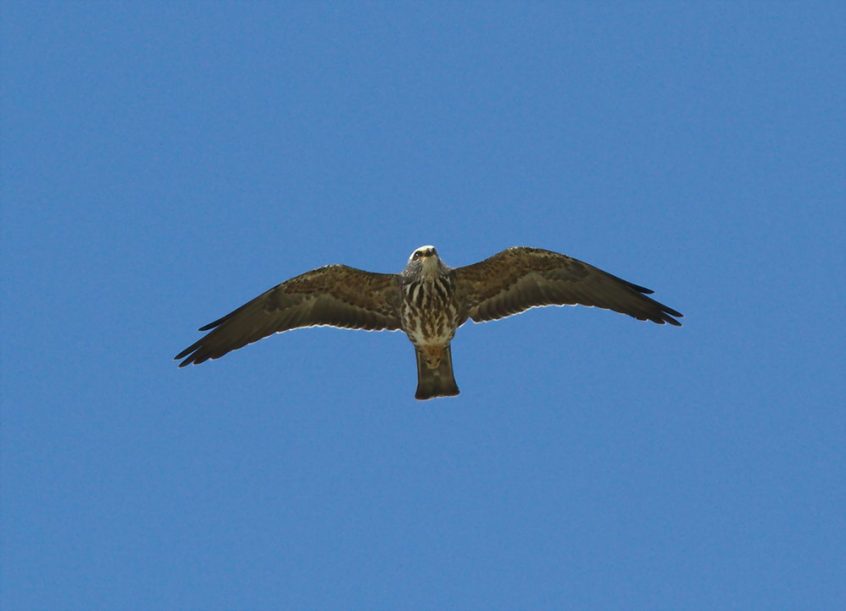 Smith Point Hawk Watch 8/15/19 (737 raptors) | Gulf Coast Bird Observatory