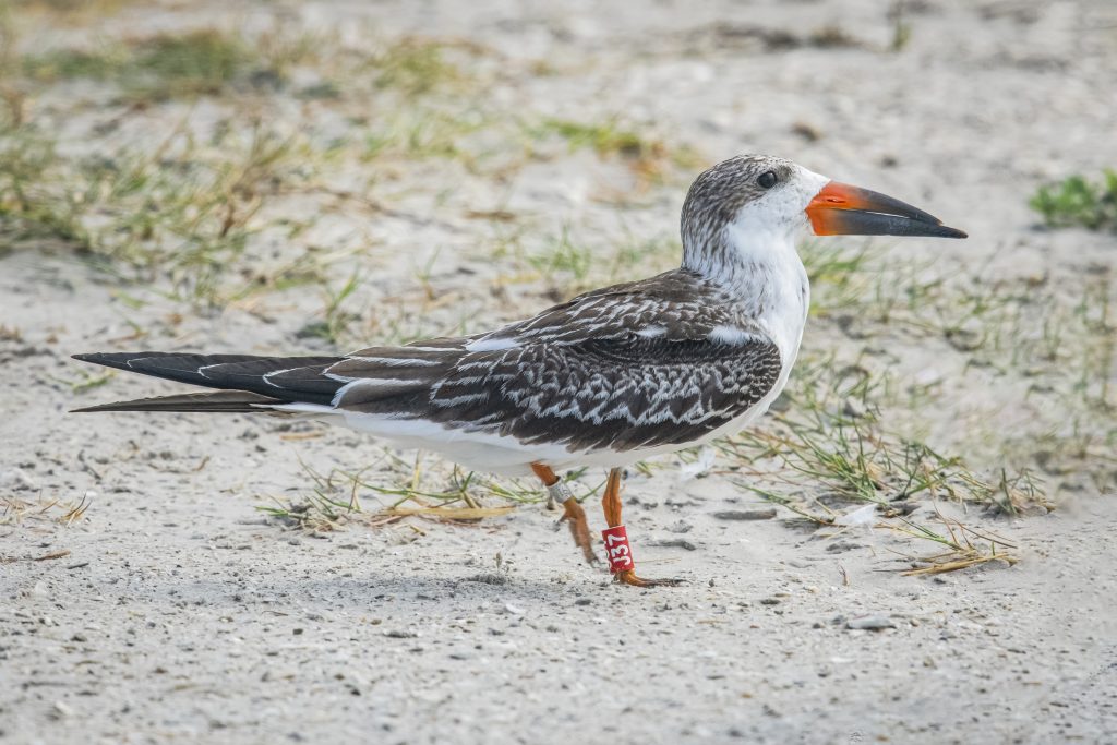 Black Skimmer Monitoring | Gulf Coast Bird Observatory