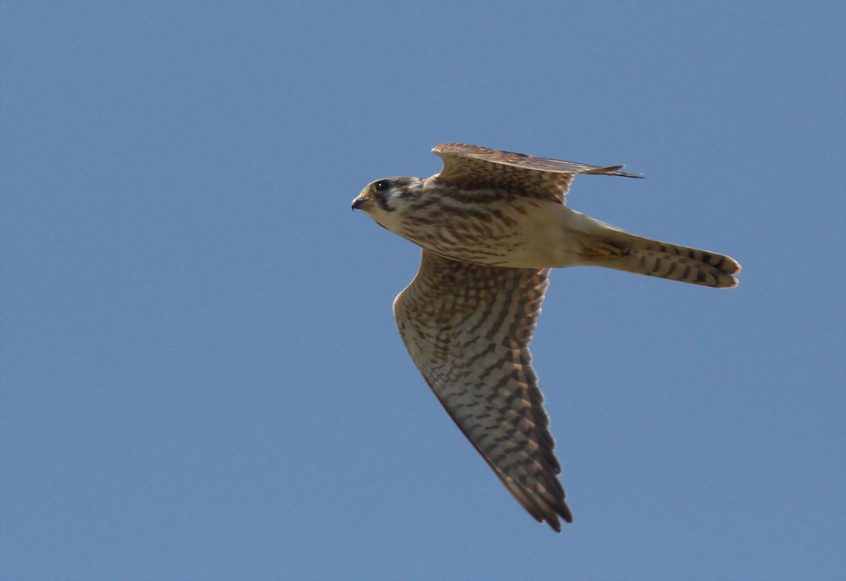 Smith Point Hawk Watch 10/16/20 (179 raptors) | Gulf Coast Bird Observatory