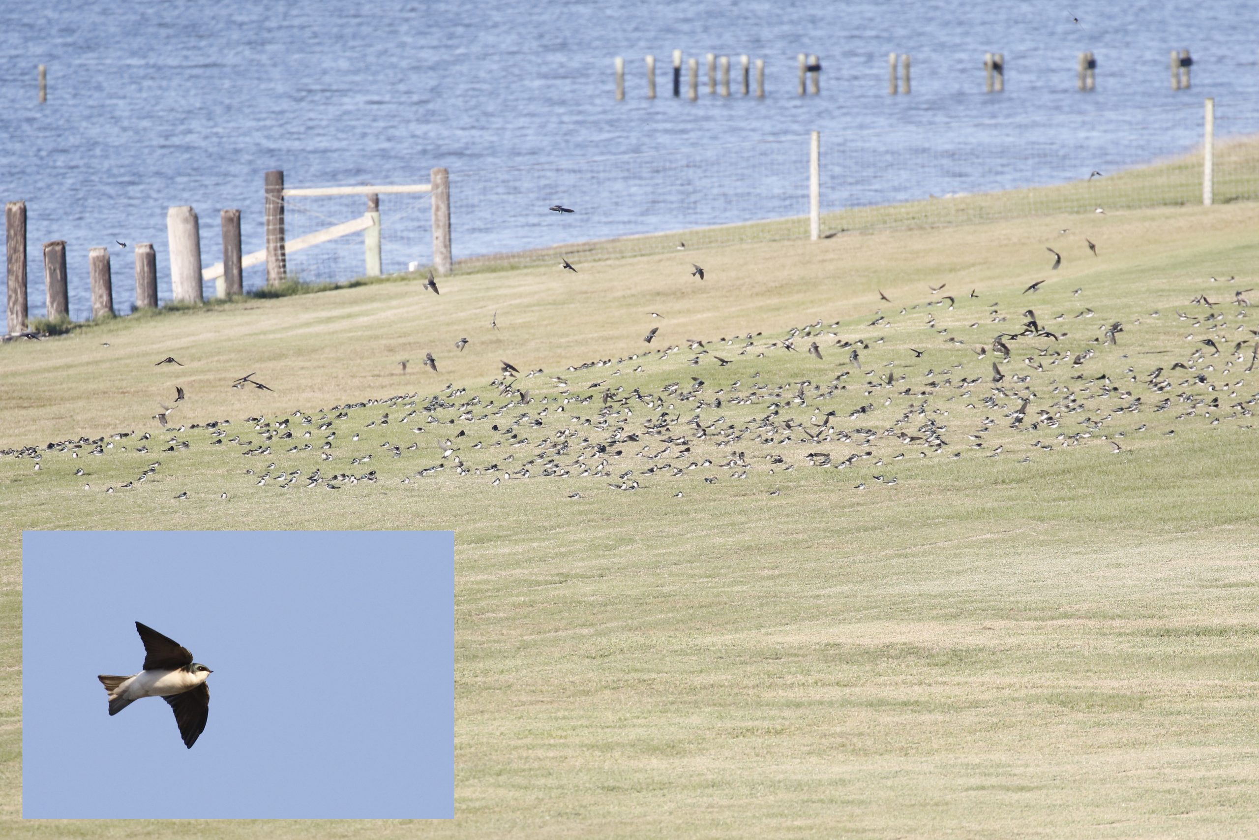 Smith Point Hawk Watch 11/18/20 (38 raptors) - Gulf Coast Bird Observatory