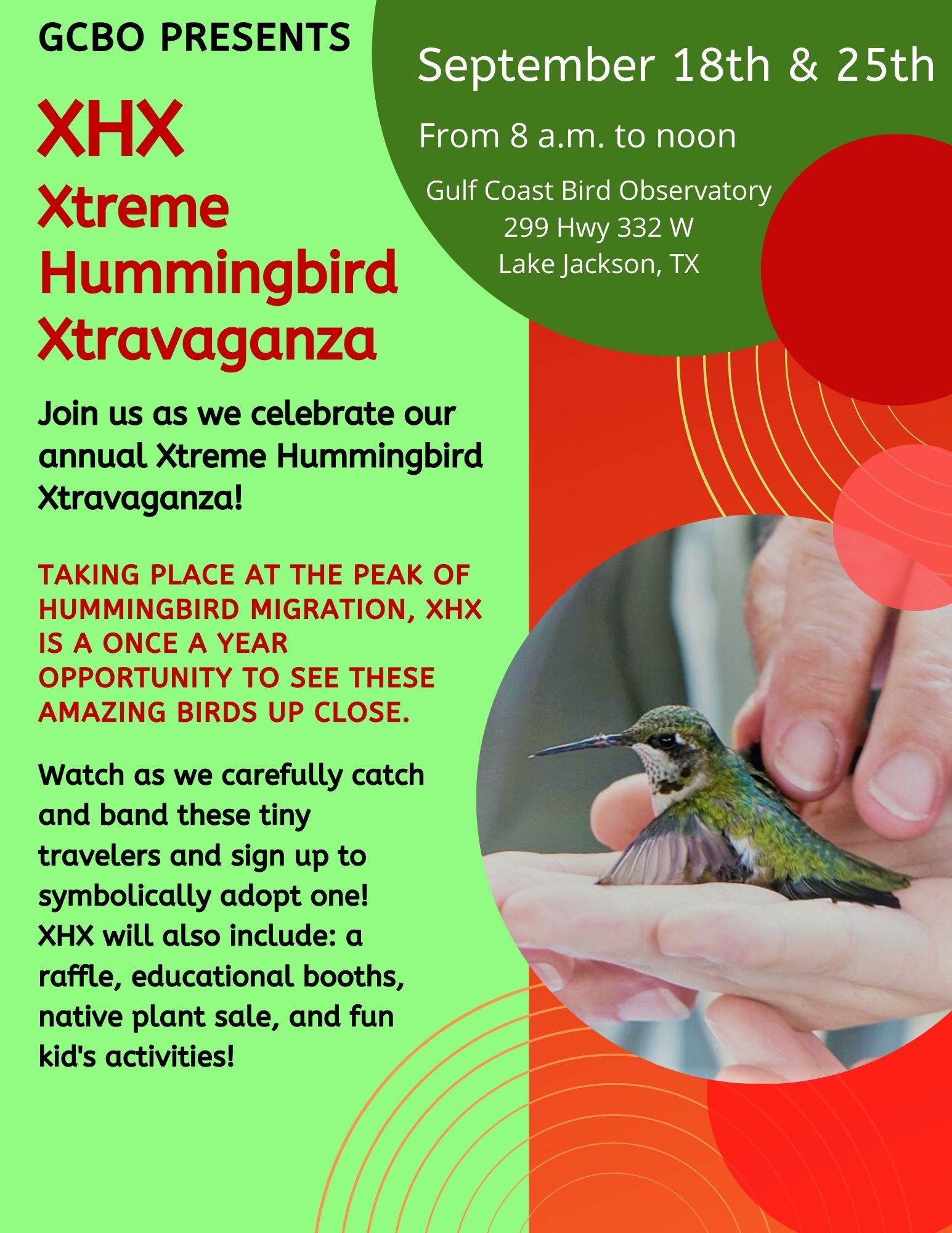Xtreme Hummingbird Xtravaganza - Gulf Coast Bird Observatory
