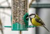 What to feed the birds - Gulf Coast Bird Observatory