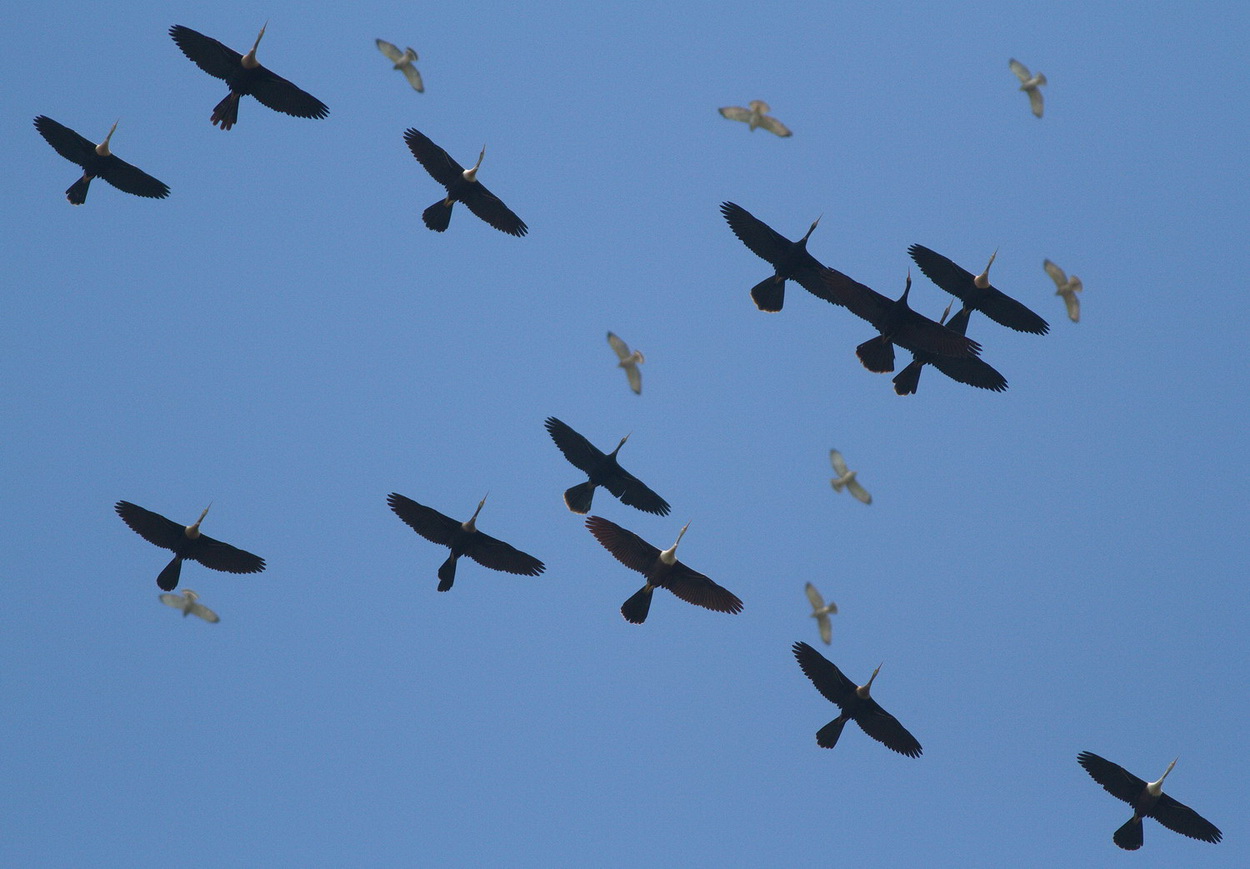 Smith Point Hawk Watch 9/19/21 (1023 raptors) | Gulf Coast Bird Observatory