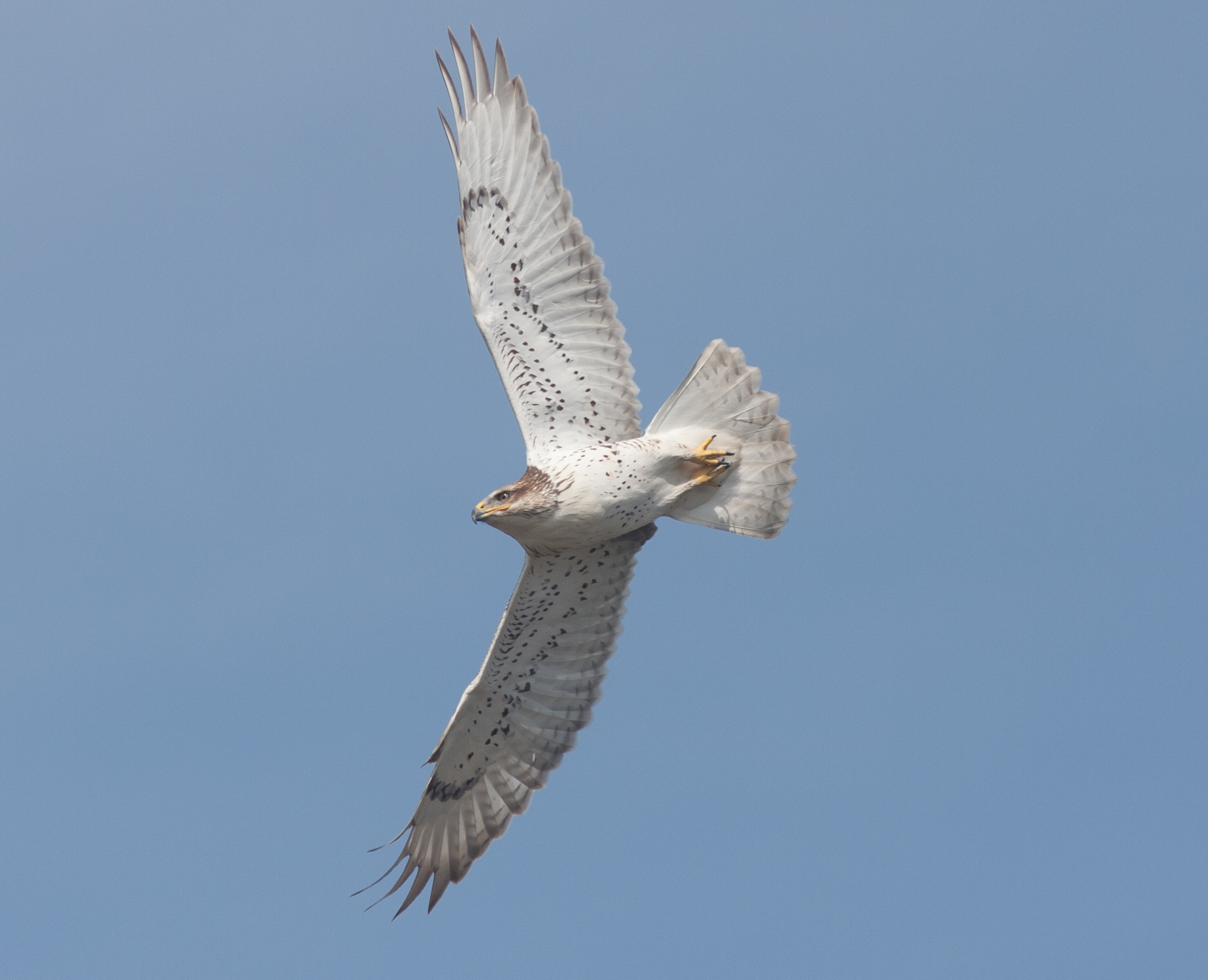 Smith Point Hawk Watch 11/4/21 (137 raptors) | Gulf Coast Bird Observatory