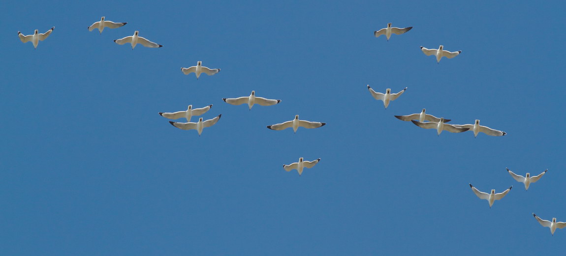 Smith Point Hawk Watch 11/12/21 (186 raptors) | Gulf Coast Bird Observatory