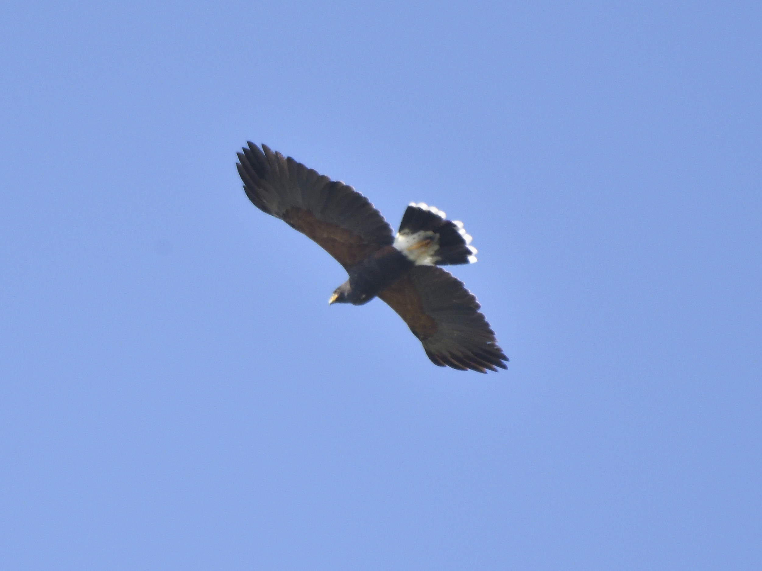 Smith Point Hawk Watch 11/7/21 (63 raptors) - Gulf Coast Bird Observatory