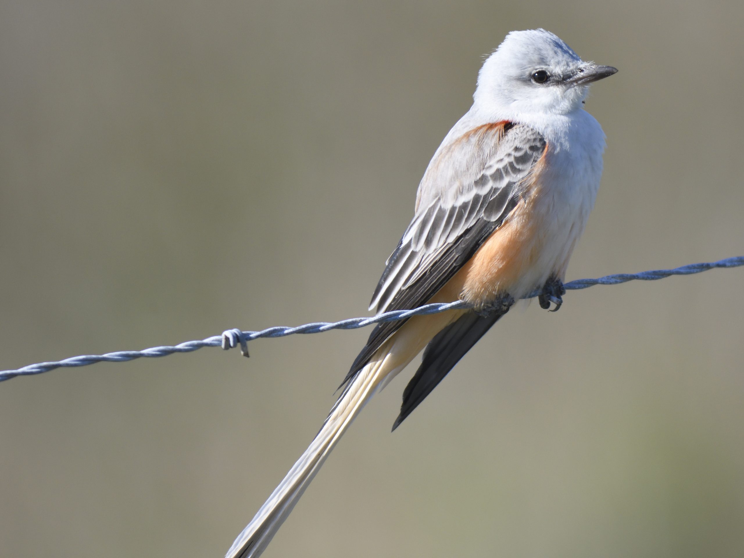 Smith Point Hawk Watch 11/10/21 (2 raptors) - Gulf Coast Bird Observatory
