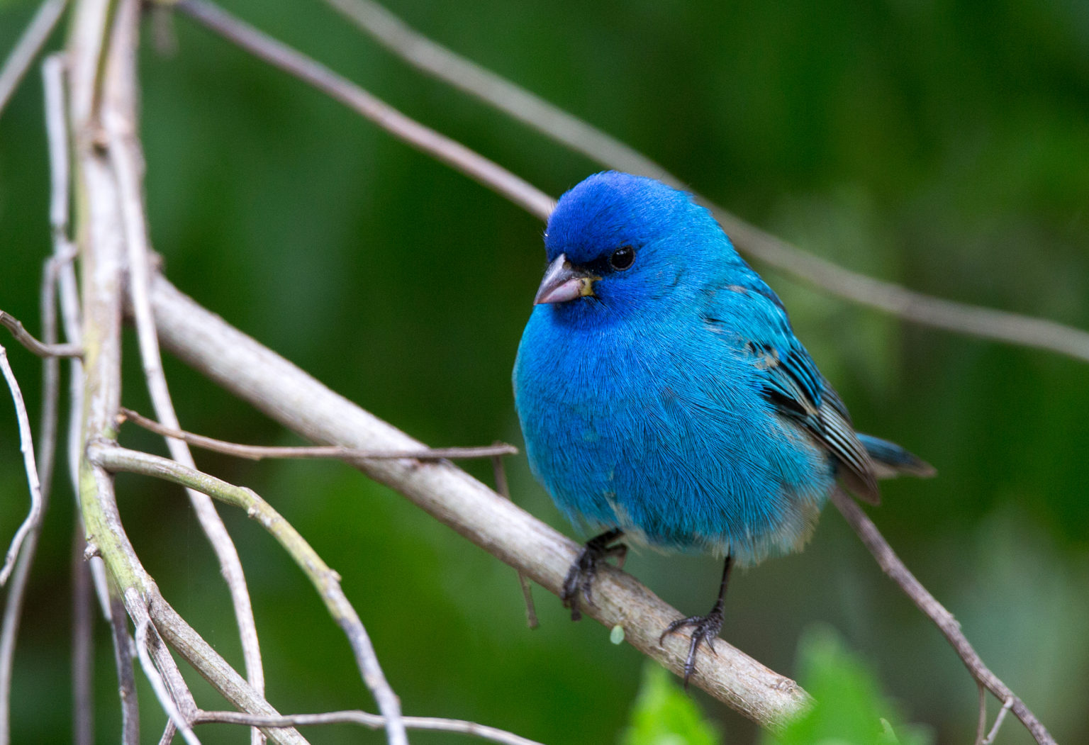 Quintana Neotropical Bird Sanctuary | Gulf Coast Bird Observatory
