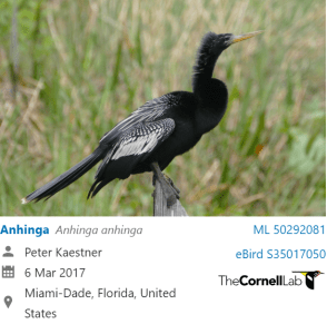 Birds of the Houston-Galveston Region - Gulf Coast Bird Observatory