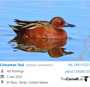 Birds of the Houston-Galveston Region - Gulf Coast Bird Observatory