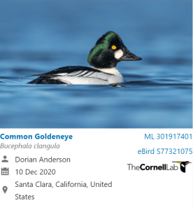 Birds of the Houston-Galveston Region - Gulf Coast Bird Observatory