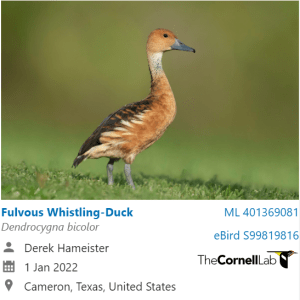 Birds of the Houston-Galveston Region - Gulf Coast Bird Observatory