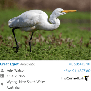 Birds of the Houston-Galveston Region - Gulf Coast Bird Observatory