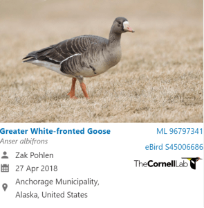 Birds of the Houston-Galveston Region - Gulf Coast Bird Observatory