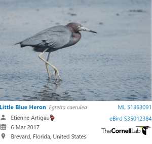 Birds of the Houston-Galveston Region - Gulf Coast Bird Observatory