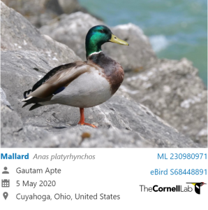 Birds of the Houston-Galveston Region - Gulf Coast Bird Observatory