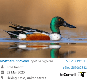 Birds of the Houston-Galveston Region - Gulf Coast Bird Observatory