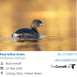 Birds of the Houston-Galveston Region - Gulf Coast Bird Observatory