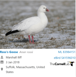 Birds of the Houston-Galveston Region - Gulf Coast Bird Observatory