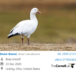 Birds of the Houston-Galveston Region - Gulf Coast Bird Observatory