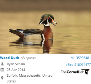 Birds of the Houston-Galveston Region - Gulf Coast Bird Observatory