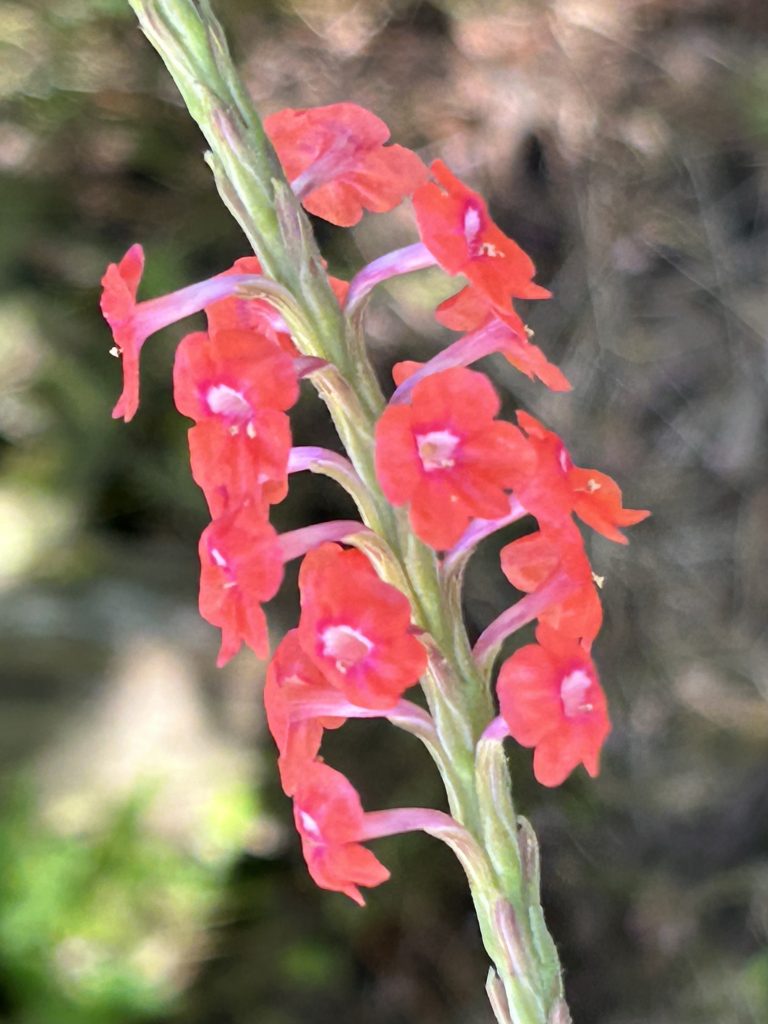GCBO Native Plant Nursery - Gulf Coast Bird Observatory