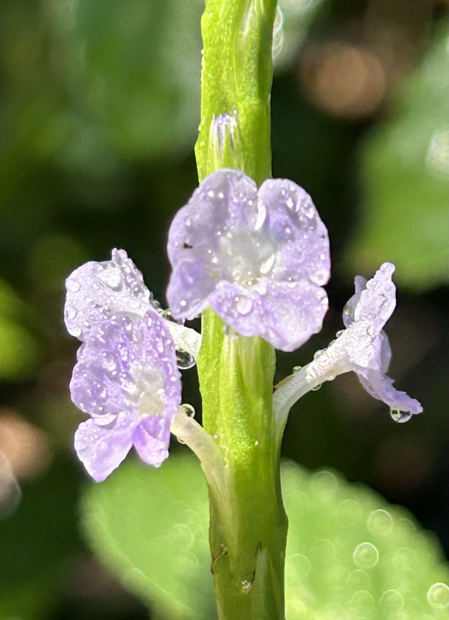 GCBO Native Plant Nursery - Gulf Coast Bird Observatory
