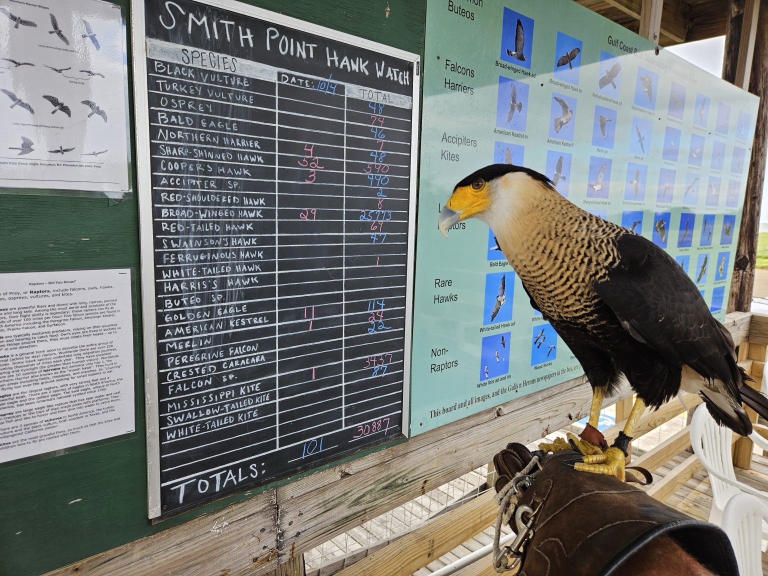 Blog | Gulf Coast Bird Observatory